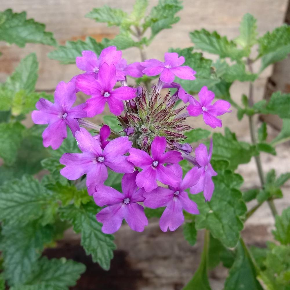 Homestead Purple Plant , Homestead Purple verbena is a Louisiana Super ...